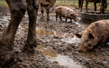 The Secret Dangers of Mud for Farm Animals, and How to Avoid Them
